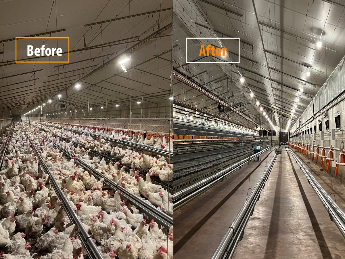 ONCE Animal Lighting