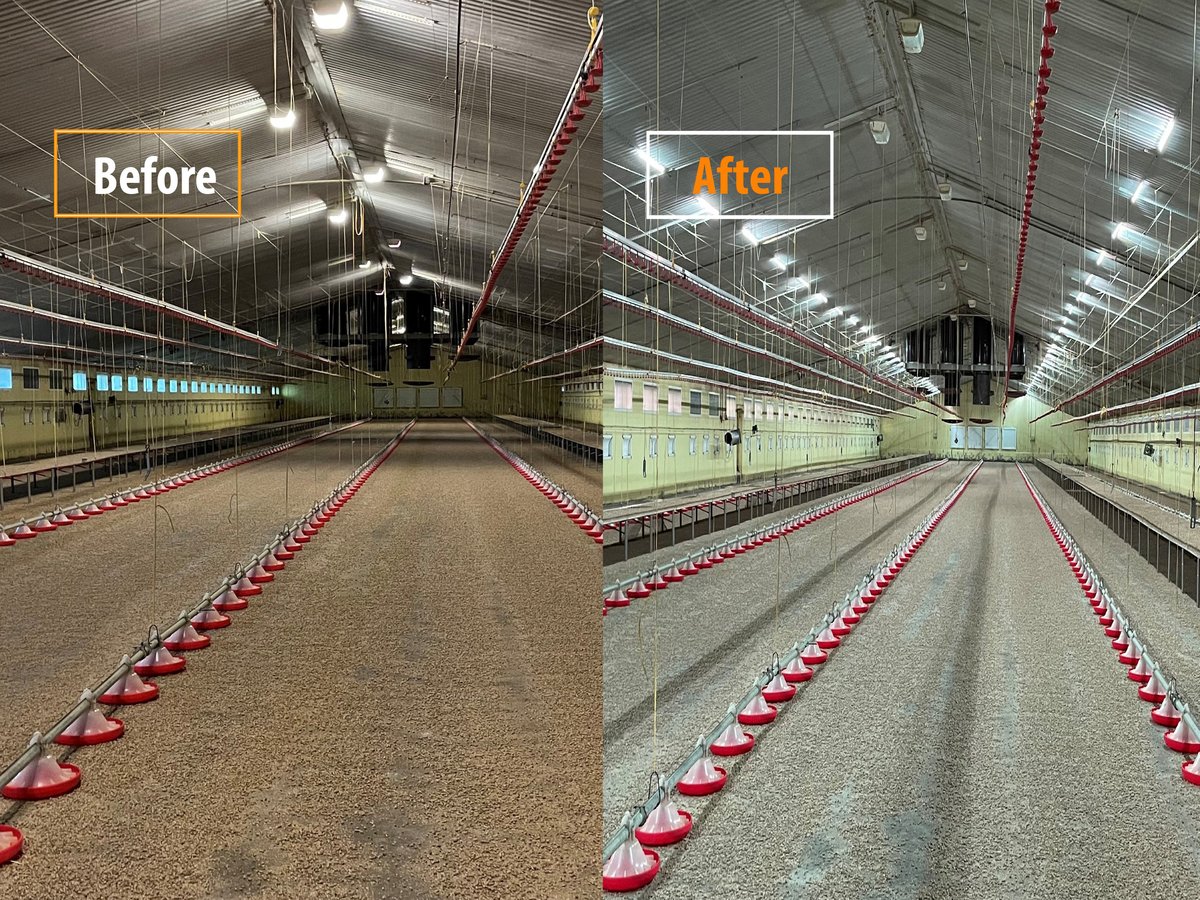 ONCE Animal Lighting